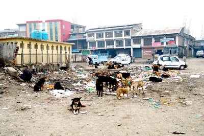 JKMSCL fails to supply anti-rabies vaccine to hospitals - Daily Excelsior