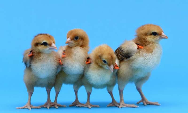 Egg-free surrogate hens produced to save rare breeds - Daily Excelsior