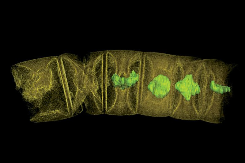 World's oldest plant-like fossils found in India - Daily Excelsior