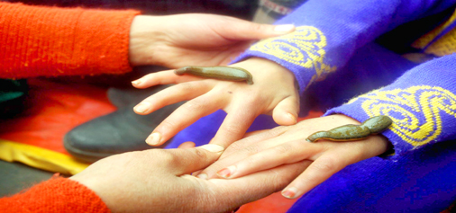 Leeches therapy being given to a child at Hazratbal in Srinagar on ...