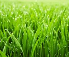 'Grassoline' to power future aircraft developed - Daily Excelsior