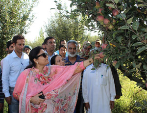 High density apple plants to bridge gap between demand & supply: Priya ...