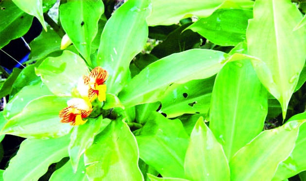 Insulin plant - Daily Excelsior
