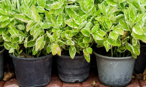 Plant membrane adapted to extract hydrogen fuel from water - Daily ...