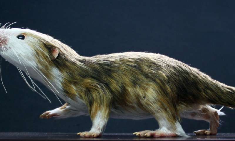 New rodent fossil reveals how middle ear may have evolved: Study ...