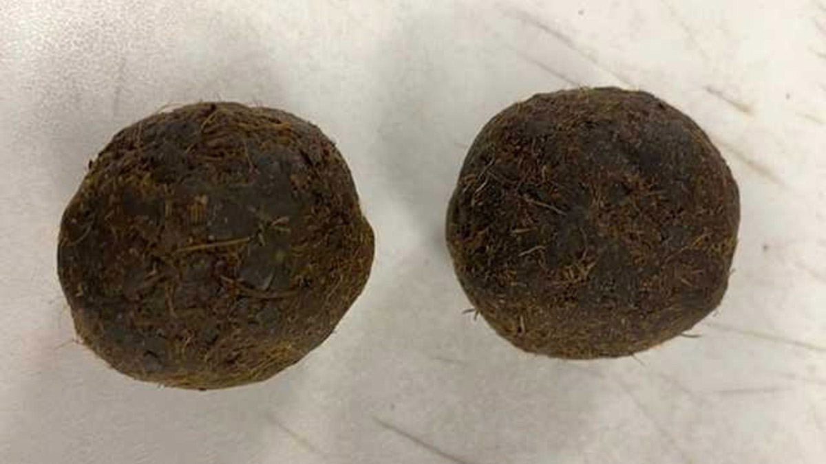 US Customs finds cow dung cakes in leftover baggage of Indian passenger ...