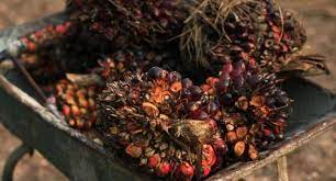 Distribute subsidised edible oils via PDS to give relief to poor from ...