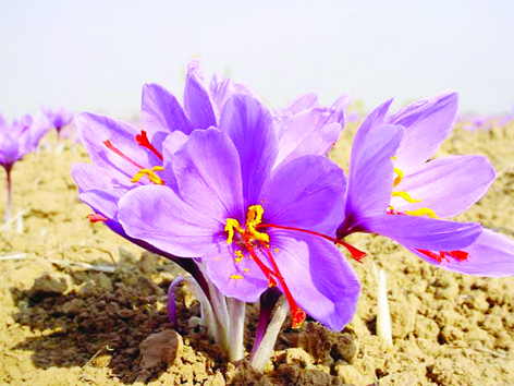 Saffron Cultivation in Kishtwar - Daily Excelsior