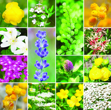 Importance of Aromatic Plants - Daily Excelsior