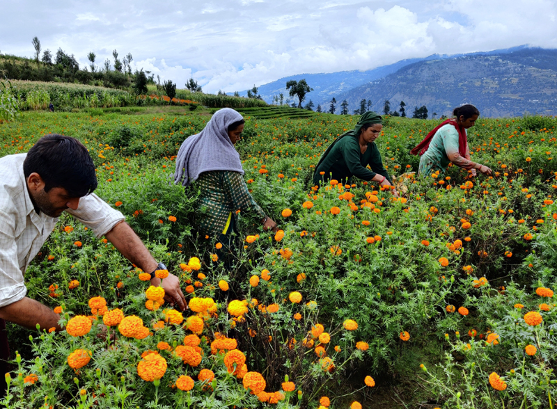 After purple revolution, farmers focussing on marigold cultivation ...