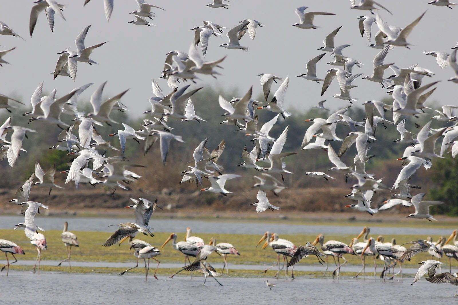 Bird Census conducted in Wular Lake - Daily Excelsior