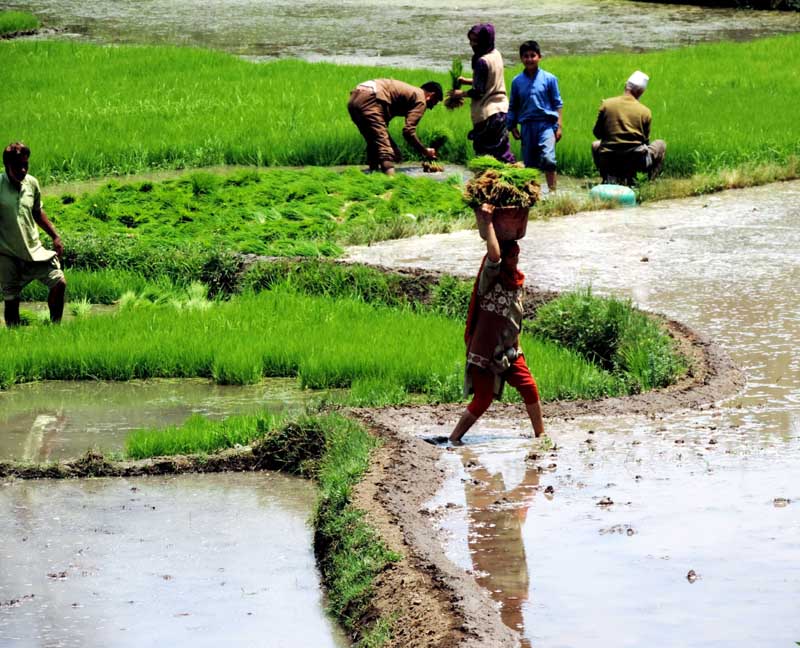 Farmers plant rice saplings in a paddy field on the outskirts of ...