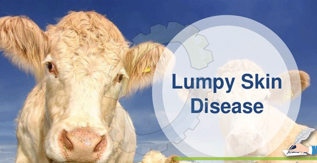 Lumpy SKIN Disease: Govt constitutes task forces for two divisions each ...