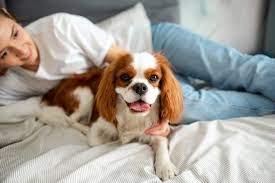 Much-loved dog breeds are just as likely to bite as banned ones – here ...