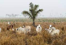 Zero deforestation in the Amazon is now possible – here's what needs to ...