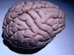 Scientists unveil detailed cell maps of human brain, nonhuman primate ...